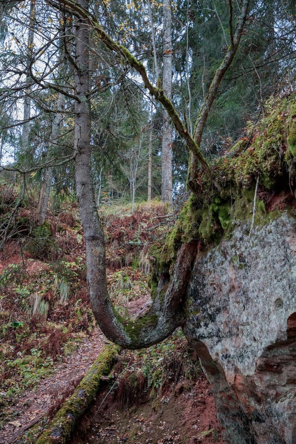 Tree Fused To Stone in the Forest Stock Photo - Image of holidays ...