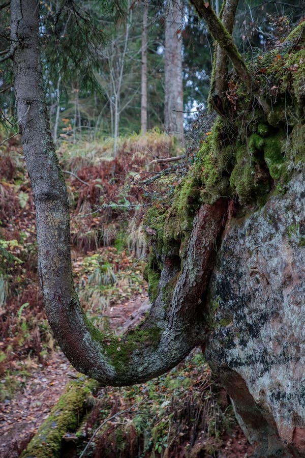 Tree Fused To Stone in the Forest Stock Image - Image of light, context ...
