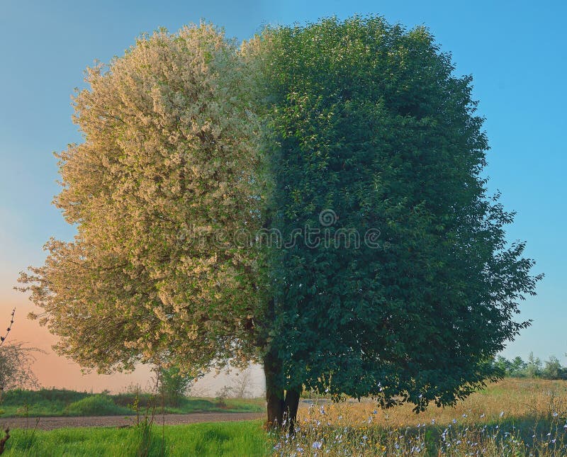 Tree in Galati, Romania in Spring Summer Time Stock Photo - Image of ...