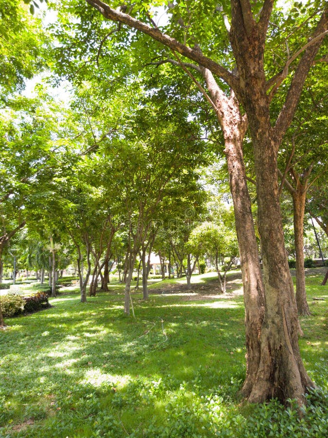 The tree in garden stock photo. Image of grove, woodland - 191897554