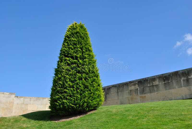 Tree in a garden stock image. Image of garden, environment - 25396987