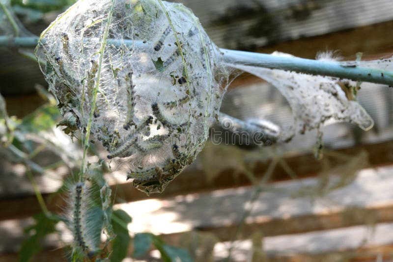Tree in the Garden or Backyard, Infested with Caterpillars and Covered ...