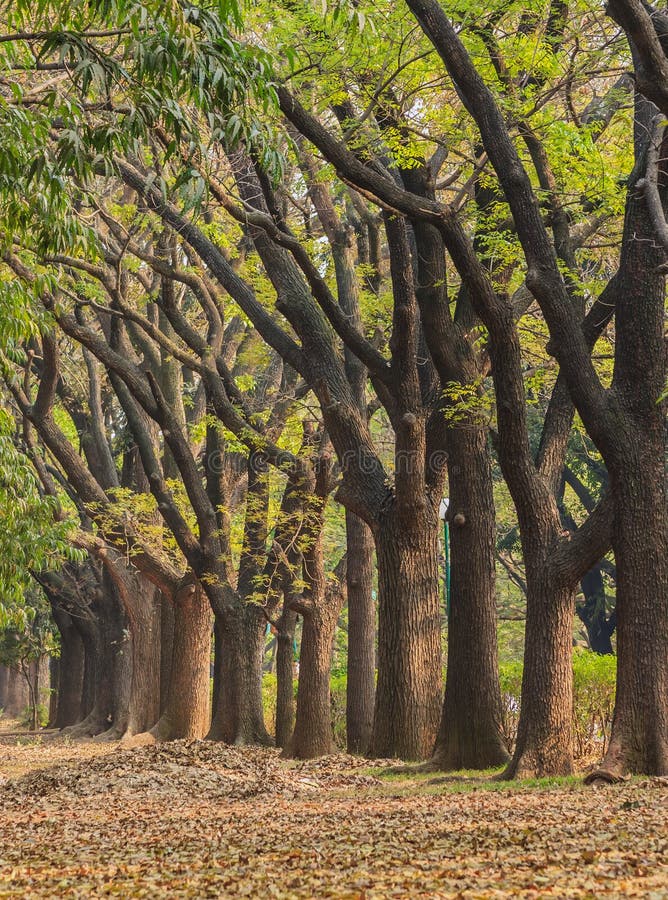 Tree row in garden stock image. Image of summer, cubbon - 49466029