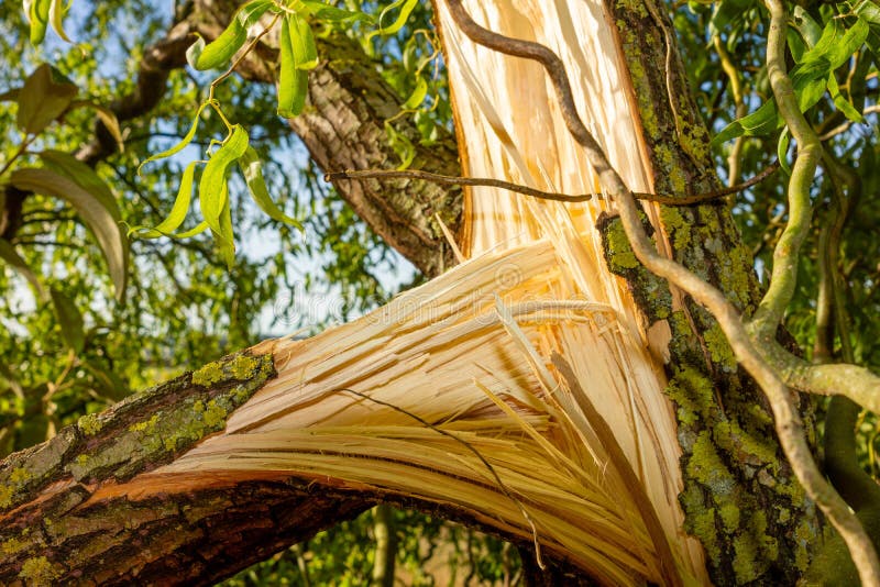 Tree Strom Damage Stock Photos - Free & Royalty-Free Stock Photos from ...