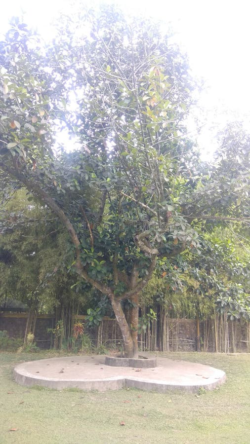 Tree in a Garden Field in a Landscape Stock Image - Image of landscape ...