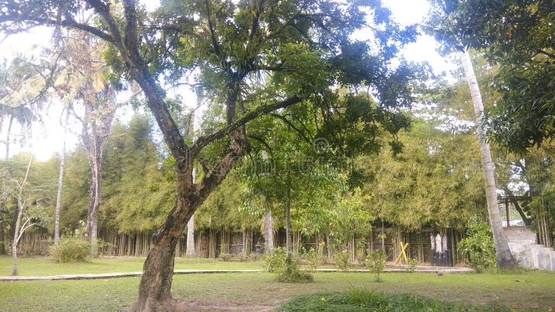 Tree in a Garden Field Large Surface Root in a Landscape Stock Image ...