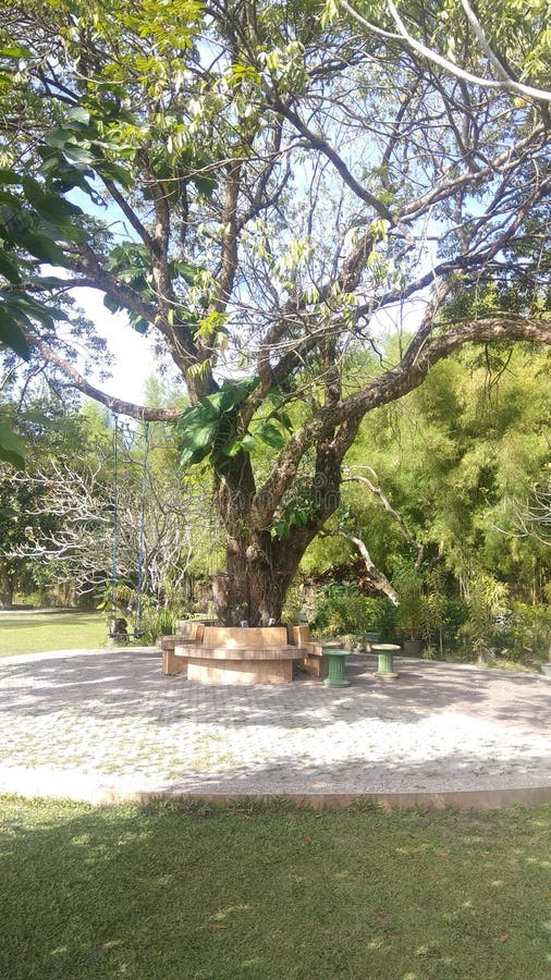 Tree in a Garden Field Large Surface Root in a Portrait Stock Image ...