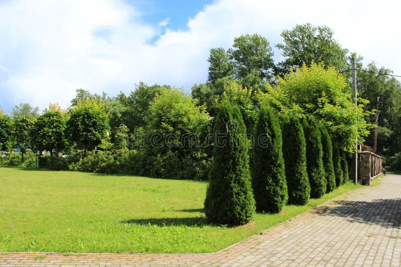 Tree in the Garden, Green Lawn, Nice Trees. Stock Photo - Image of ...