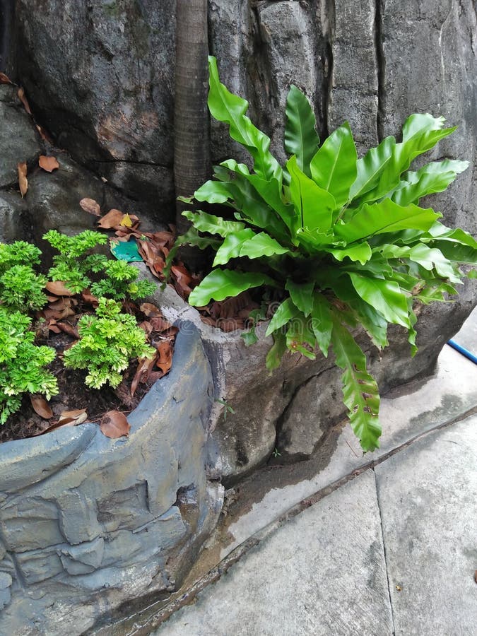 Little tree on big tree stock image. Image of tree, little - 100570647