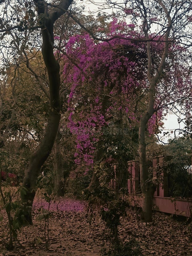 Tree in the Garden Making Environment Beautiful and Green Stock Image ...