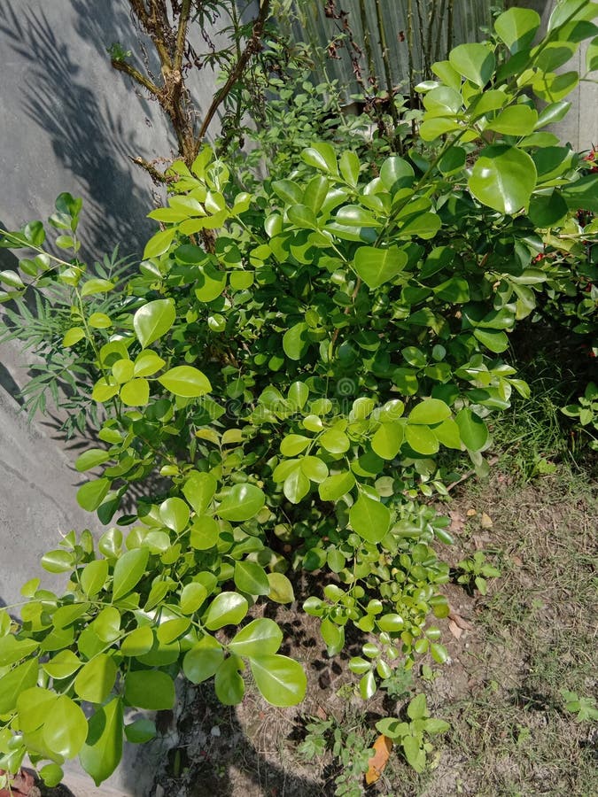 Tree stock image. Image of side, garden, tree, natural - 126409575