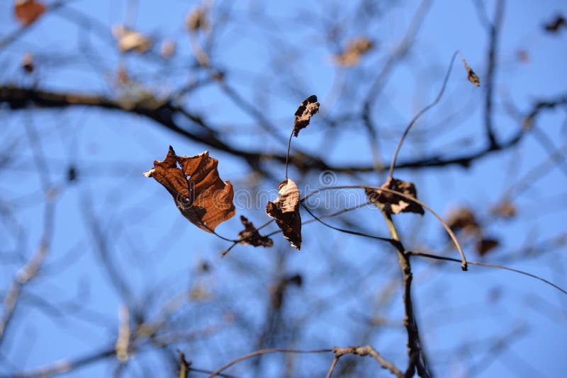 Windy day during autumn. stock photo. Image of somwhere - 184852876