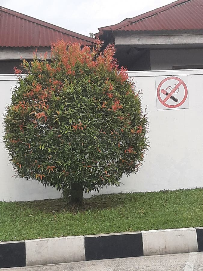 Tree in gas station stock image. Image of station, tree - 355298853