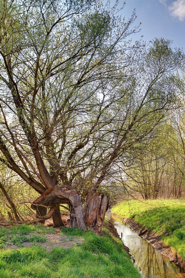 Tree Gate stock image. Image of gate, meadow, wood, tunnel - 26379565