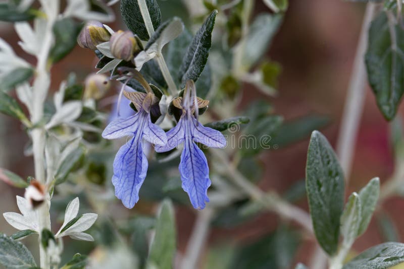 Tree Germander Teucrium Fruticans Stock Image - Image of lamiaceae ...