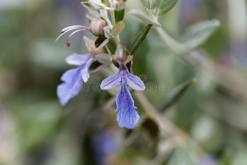 Tree Germander Teucrium Fruticans Stock Photo - Image of lamiaceae ...