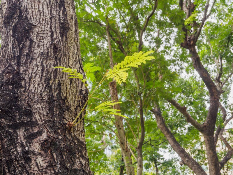 The tree is germinated . stock photo. Image of weed - 103436980