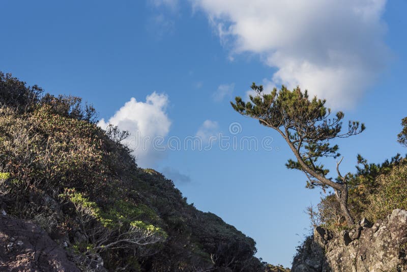 Tree on Volcanic rock stock image. Image of grows, form - 133571115