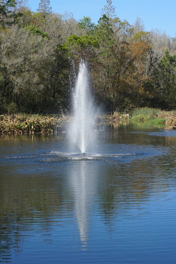 Tree, Geyser and a Small Pond Stock Image - Image of green, nature ...