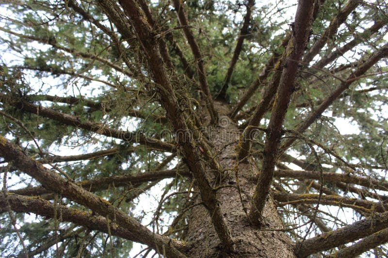 Tree with Giant Branches Seen from Below Stock Photo - Image of plant ...