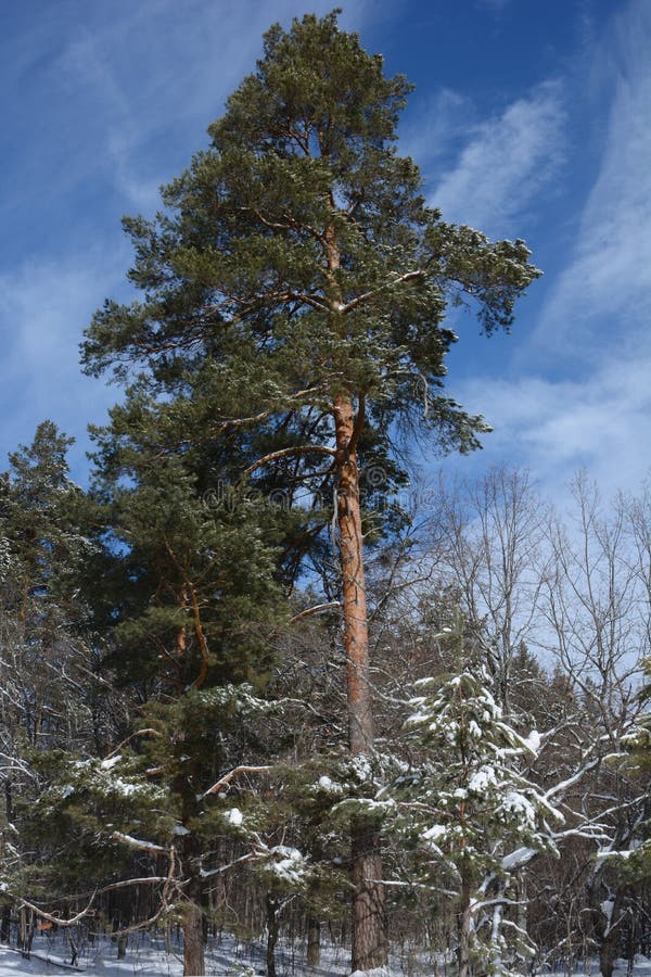 Giant Pine Tree stock photo. Image of national, nevada - 28621828