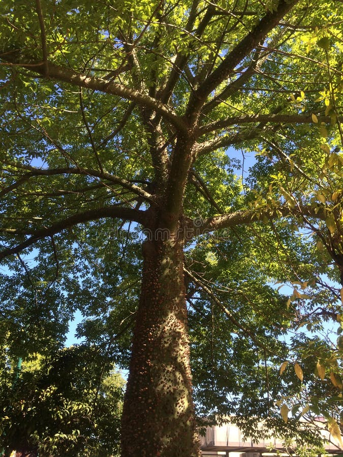 Very leafy and thorny tree stock image. Image of lonely - 134990733