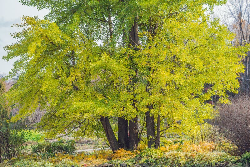 Tree Ginkgo in Autumn, Yellow Leaves Fall Stock Photo - Image of color ...
