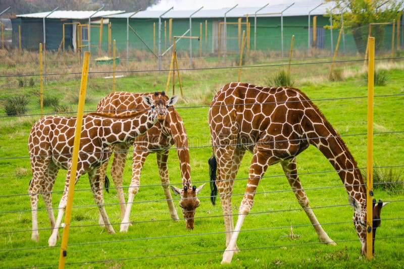 Tree Giraffes Eating in the Grass Stock Photo - Image of giraffe ...