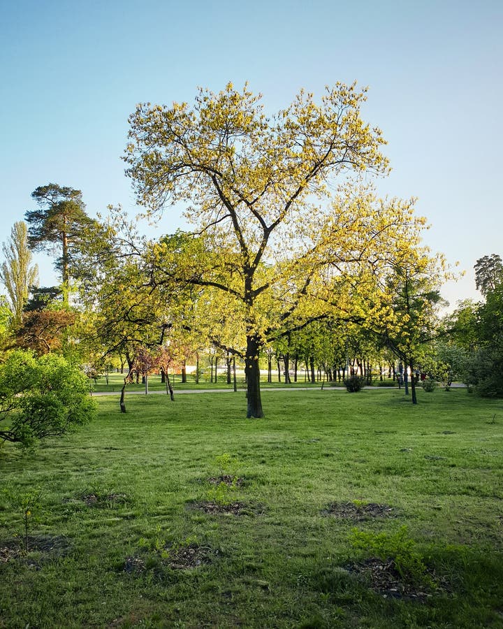 Tree on a glade in park. stock image. Image of spring - 393581547