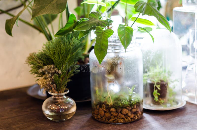 Tree in a Glass Jar on a Wooden Table Stock Image - Image of fern ...