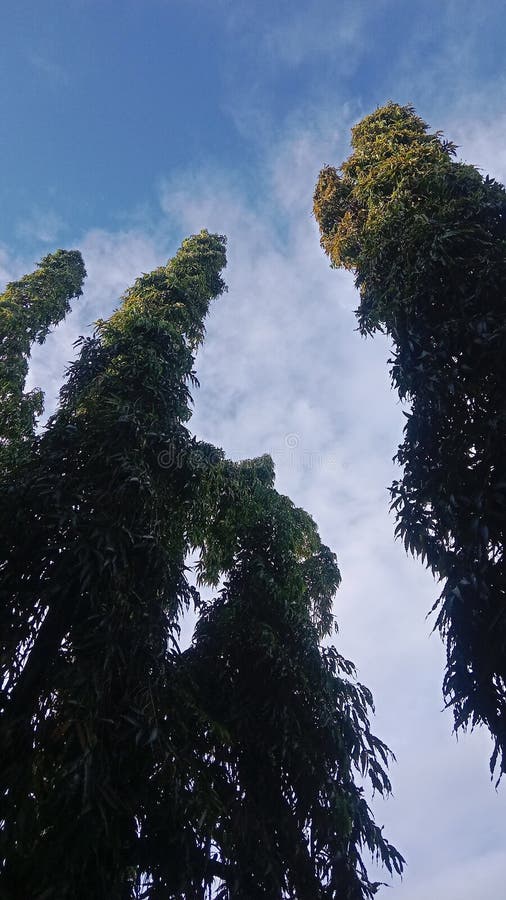 Polyalthia Longifolia Var Pendula - Leaves, Monoon Longifolium. Stock ...