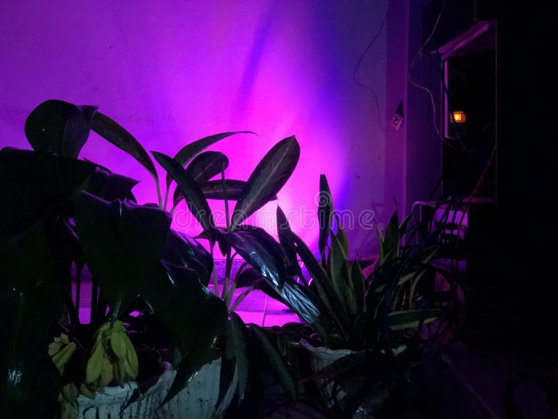 Neon trees stock photo. Image of neon, night, glow, tree - 221472074