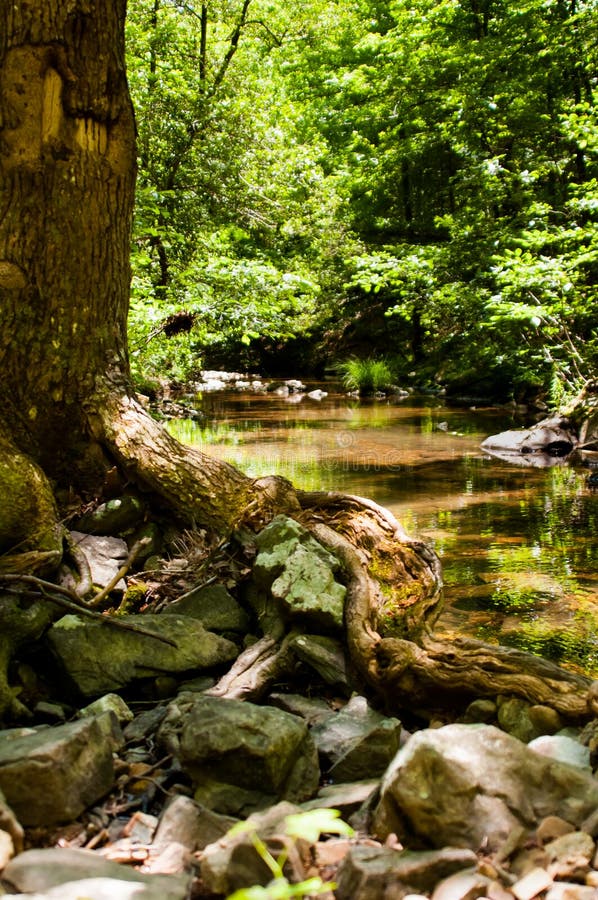Gnarly Tree beside a Stream Stock Photo - Image of wood, creek: 118727218