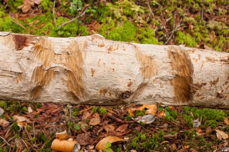 Tree gnawed by beaver stock image. Image of bite, activity - 68037583