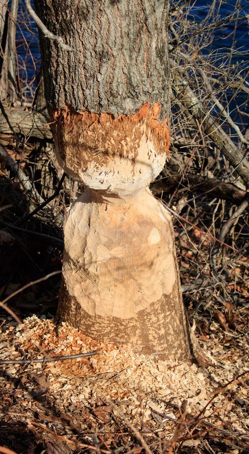 Tree gnawed by a beaver stock image. Image of beaver - 114018763