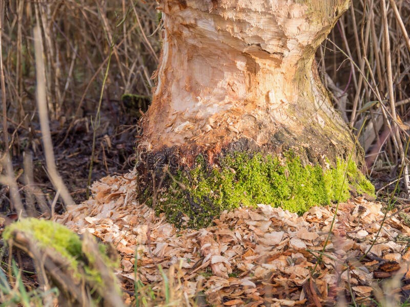 Tree gnawed at by beaver stock image. Image of animal - 38491767