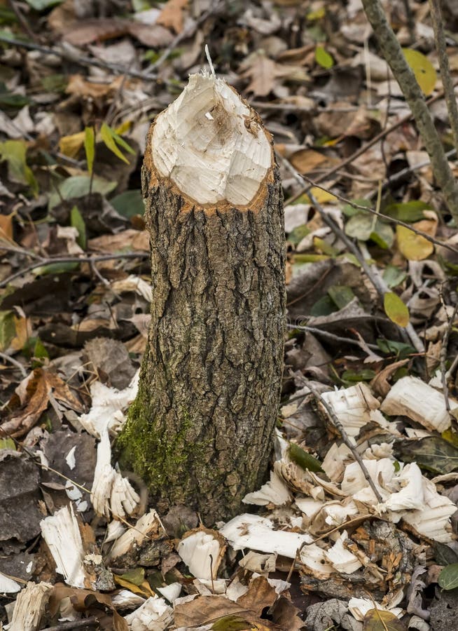 The tree gnawed by beavers stock image. Image of beavers - 53180727