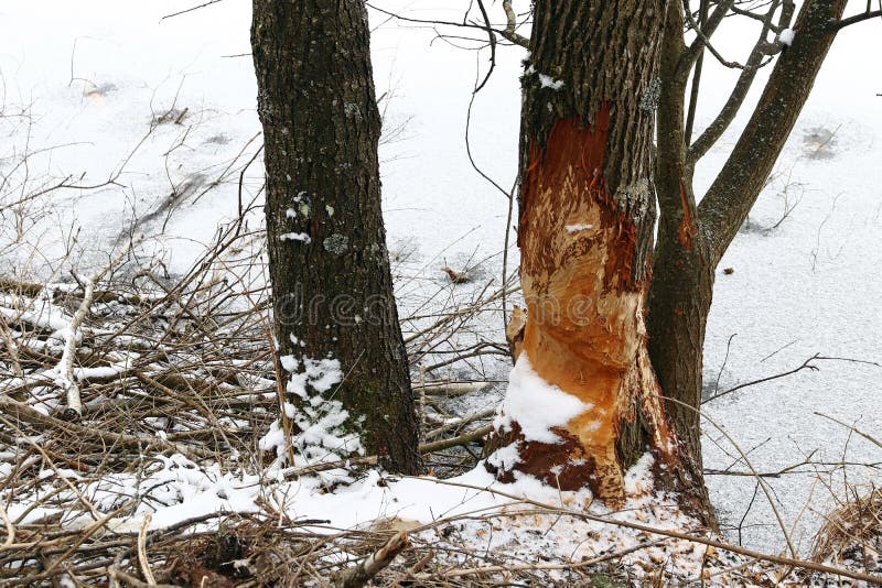 Tree Gnawed by Beavers at a Frozen Lake in Winter Stock Image - Image ...