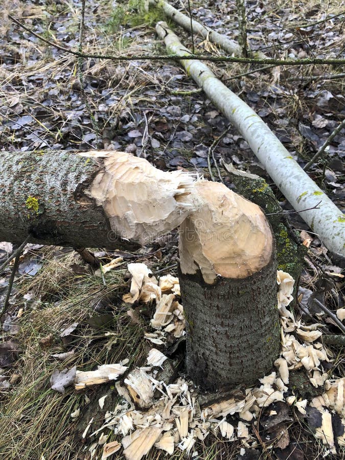 Tree Gnawed by Beavers Near the River. Close Up Stock Photo - Image of ...