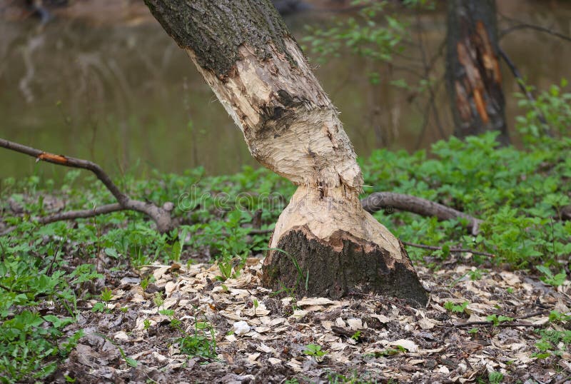 Tree Gnawed by Beavers on the Riverbank Stock Image - Image of work ...