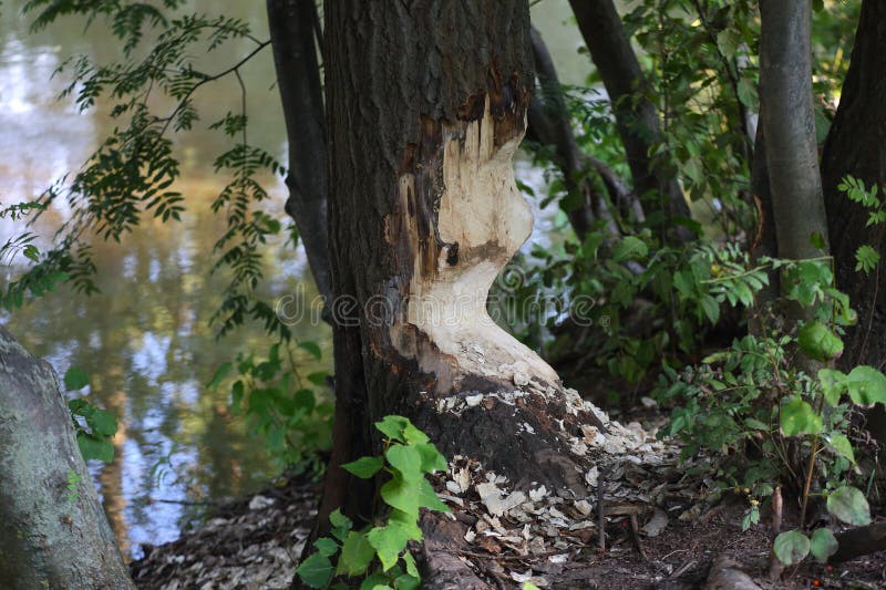 Tree Gnawed by Beavers on the Riverbank Stock Image - Image of bank ...