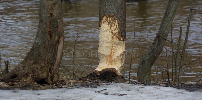 Tree Gnawed by Beavers on the Riverbank Stock Image - Image of water ...