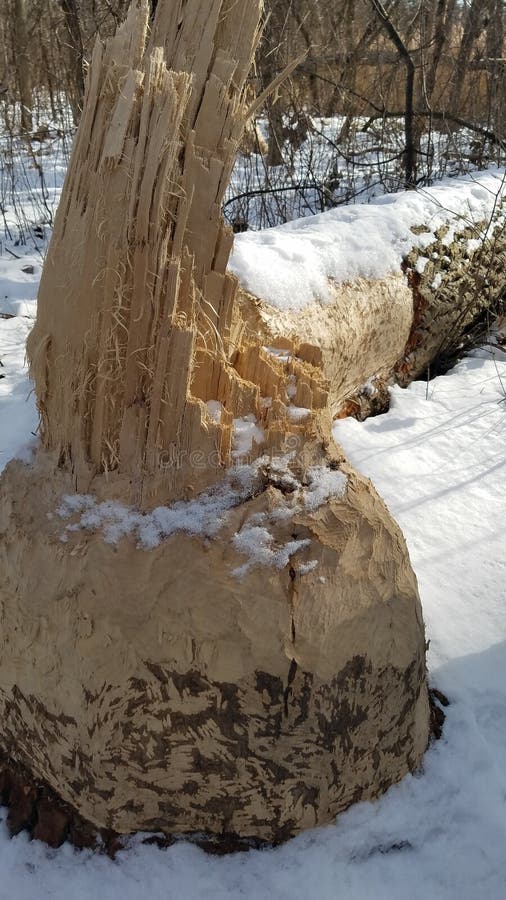 Tree gnawed by beavers stock photo. Image of crust, marks - 215697676