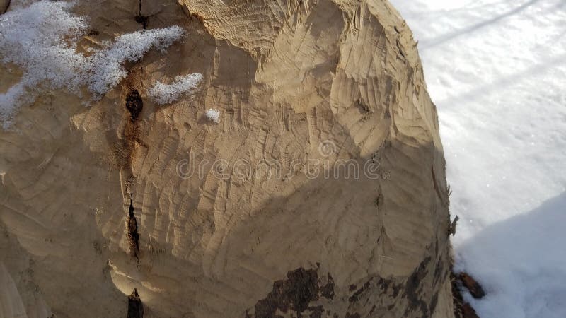 Tree gnawed by beavers stock image. Image of timber - 215697685