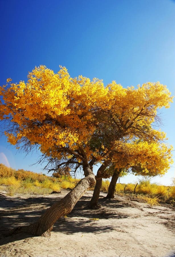 Tree with Golden Leaves in Autumn Stock Photo - Image of leaves, season ...