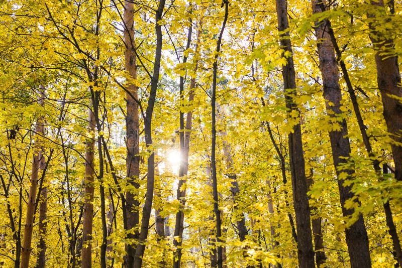 Tree with Golden Leaves in Autumn and Sunlight Stock Photo - Image of ...