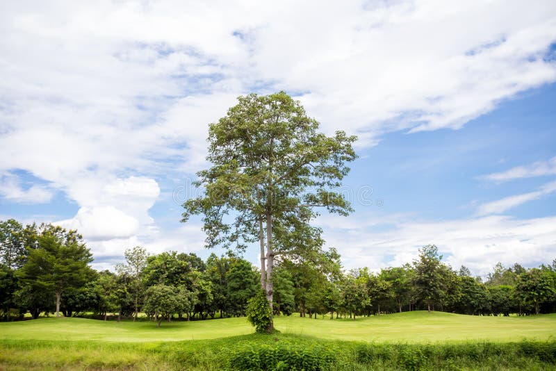 Tree in the golf course stock image. Image of horizon - 80614601