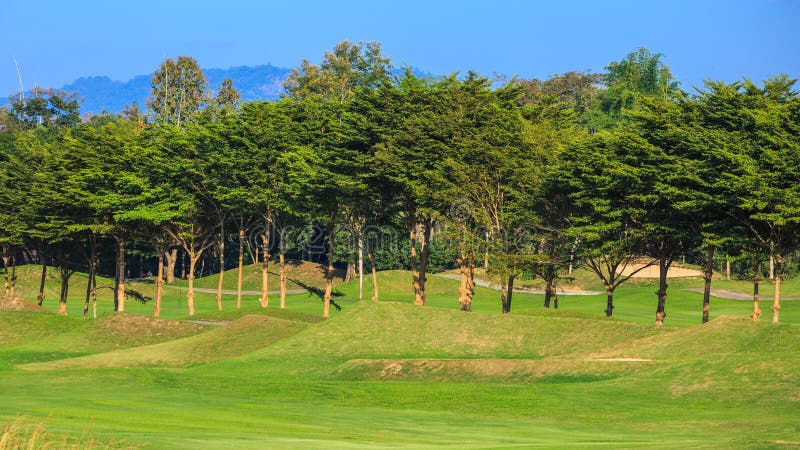 Tree in golf course stock photo. Image of field, grass - 48581410