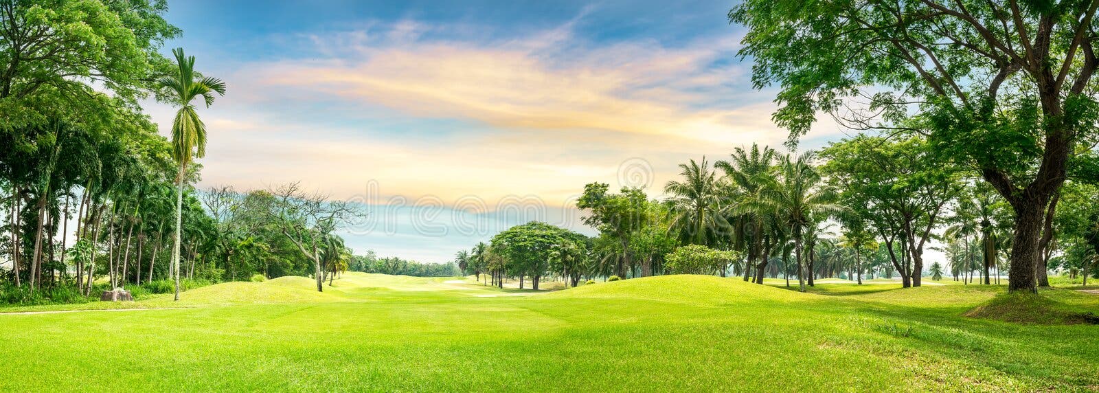 Tree in golf course stock photo. Image of playground - 40067260