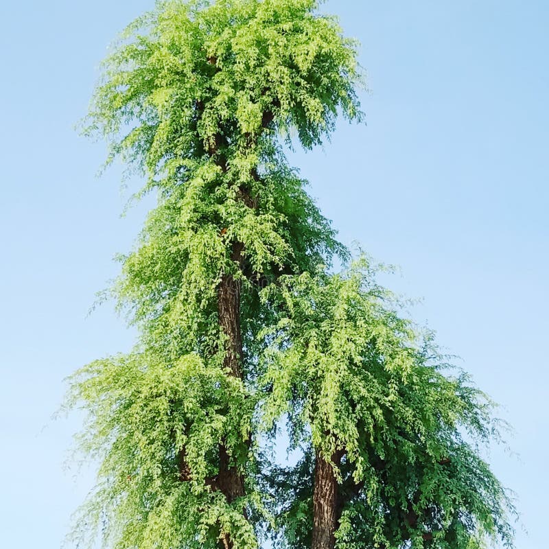 Tree stock image. Image of tree, good, nice, beautiful - 246387719